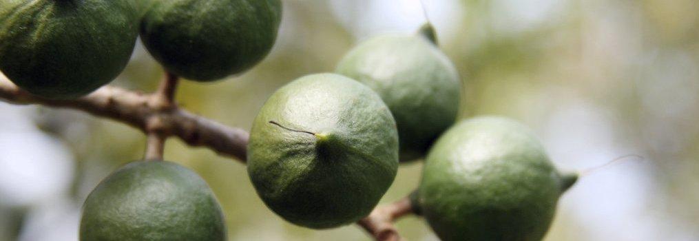 Ozone Pure Oil: Ozonated Oils | Organic Oils Australia